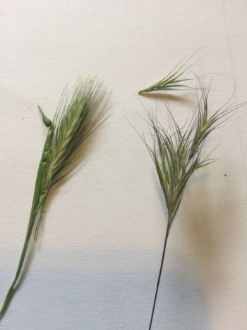 Foxtails in San Jose, CA | Lincoln Avenue Veterinary Clinic